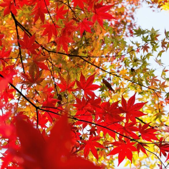Japanese Flowers And Their Cultural Customs