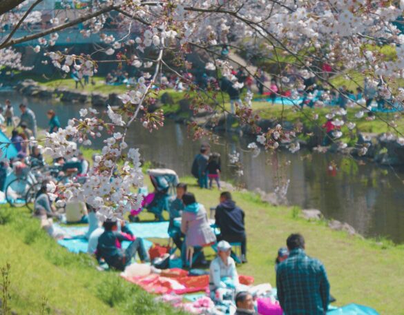 Hanami: Tips For Enjoying Cherry Blossoms In Japan | BELONGING JAPAN