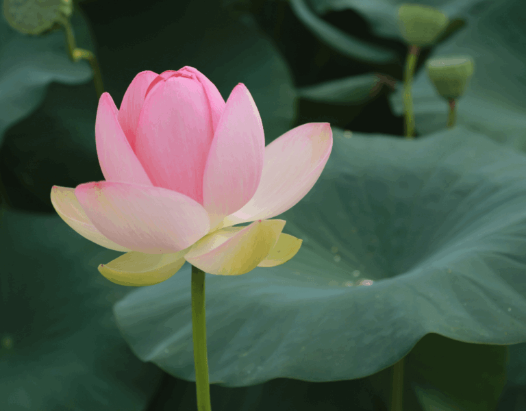 Japanese Flowers And Their Cultural Customs