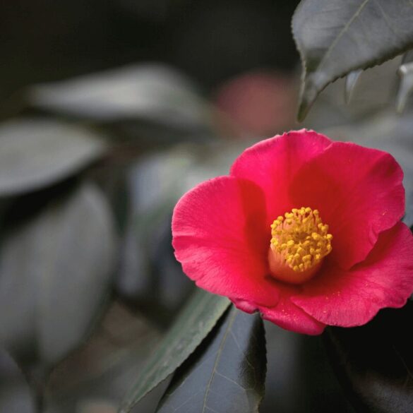 What And When Is Silver Week Japan 2024 | BELONGING JAPAN